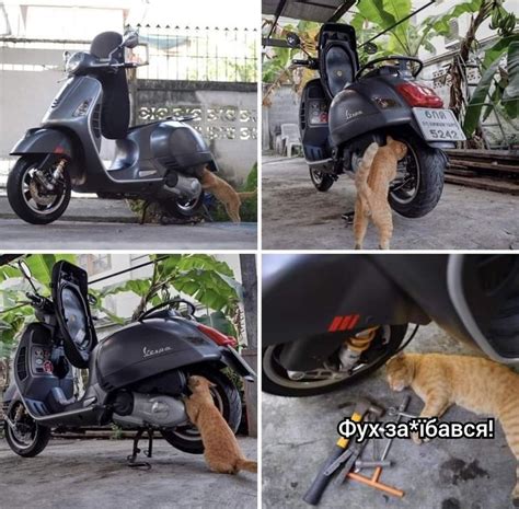 Кіт на роботі смішні картинки Humor Dramatic