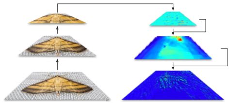 Insects Free Full Text A Novel Deep Learning Model For Accurate Pest Detection And Edge
