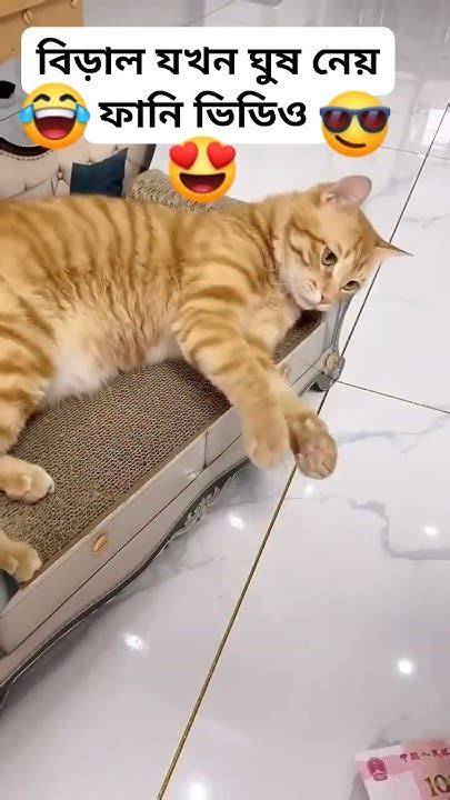 can t touch my cat without bribing her 😂😂🤣🤣🤣 youtube