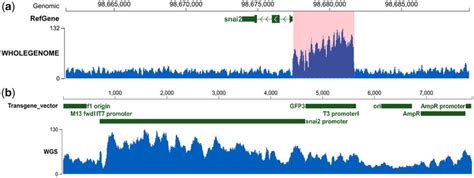 sequencing depth of wgs reads mapped to the snai2 gene and transgene