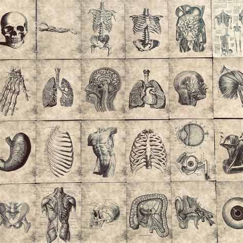 Anatomical Body Stickers Etsy