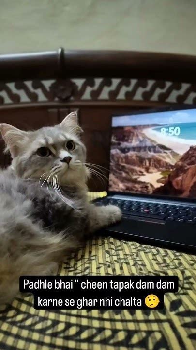 Padhle Bhai Cat Funny Fun With Lucky Youtube
