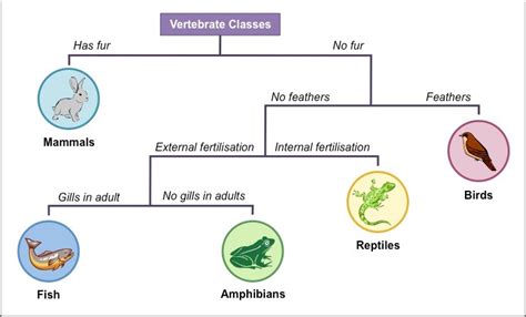 dichotomous keys bioninja dichotomous key teaching biology key