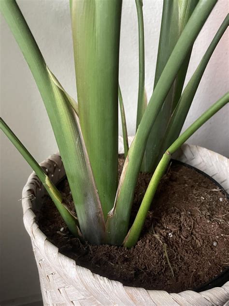 Why Is The Stem Turning Black Rplantclinic