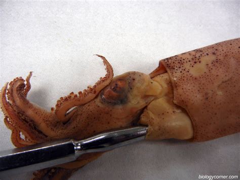 Virtual Squid Dissection Biology