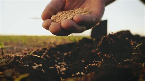 Hand Throwing Grass Seed At Jessica Dell Blog