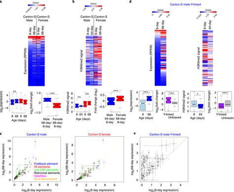 Sex Specific Silencing And Expression Of Repeats During Ageing A