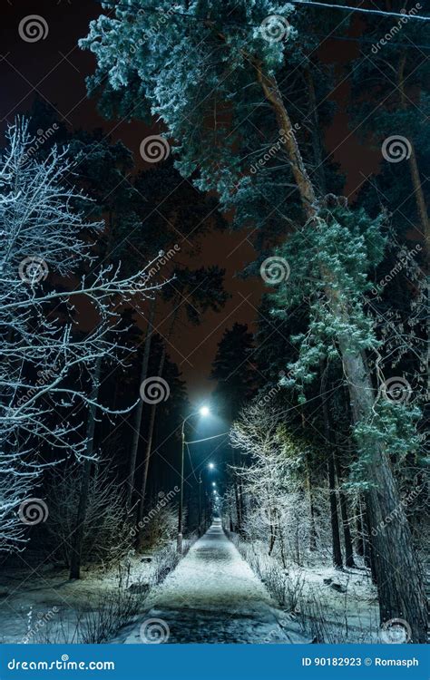 Trees Covered With Snow In The Winter Night Stock Image Image Of Bright Christmas 90182923