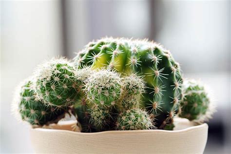 Cometのサボテン栽培日記 エキノプシス属 世界の図