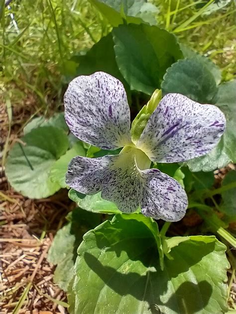 Most Unique Violet I Have Ever Seen Right In My Own Backyard 💜💜💜💜 R Wildflowers