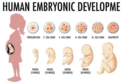 Embryonic Development Stages