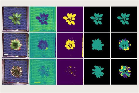 Botanists Use Machine Learning To Accelerate Research Jstor Daily