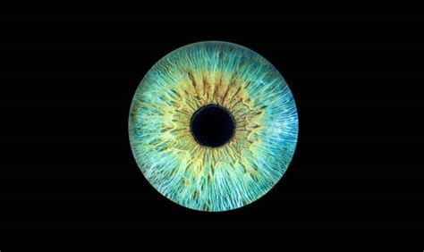How Do Iris Patterns Form The Science Behind Your Eyes Iris Blink®