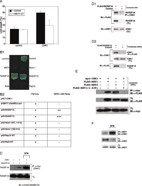 Cnk1 Interacts With Rassf1a C And The Mst Kinase And Cnk1 Induced Cell
