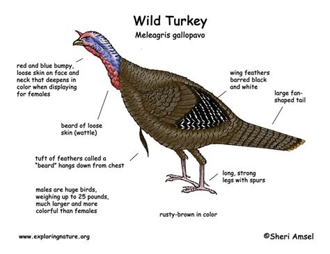 Turkey Wild Exploring Nature Educational Resource Wild Turkey