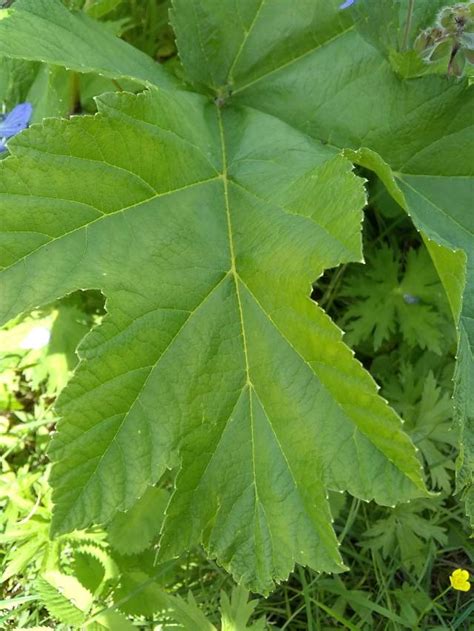 How To Take Care Of A Cow Parsnip Burn Alaska Herbal Solutions