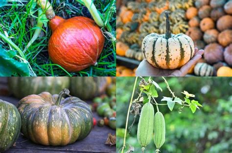 Exciting Types Of Squash To Grow In Your Garden
