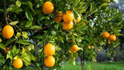 How To Plant Grow And Care For Navel Orange Trees