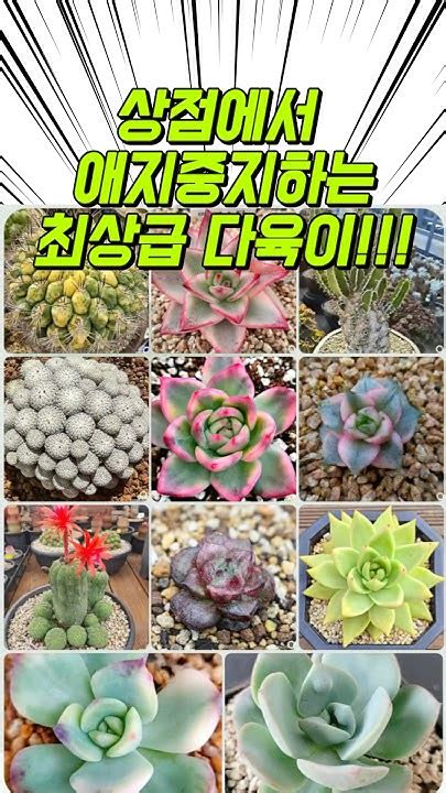 희귀다육 예쁜다육 최상급 다육이 다육식물 다육 다육이들 반려식물 다육이저렴한곳 다육이키우기 다육이금 엑스