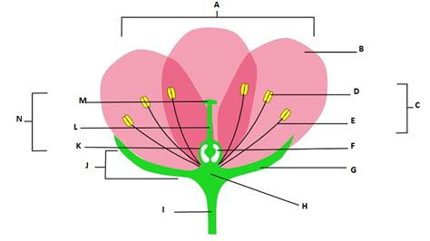 Flower Structure Diagram Quizlet