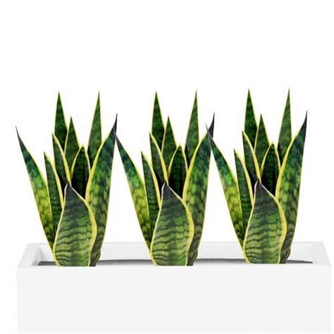 Table Top Rectangular Frp Planter For Plantation At ₹ 1300piece In