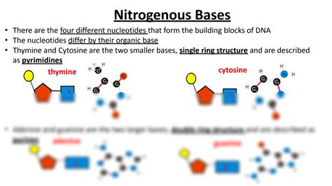 SOLUTION As Level Cie Biology Notes Chapter Nucleic Acids And Protein Synthesis Studypool