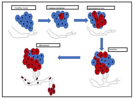 Hasitha Weerasinghe On Linkedin Agent Based Modeling For The Tumor