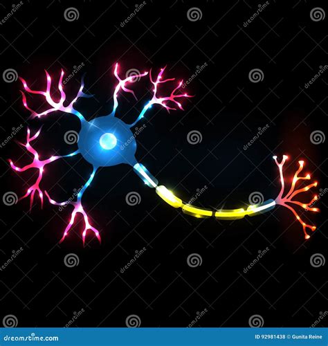 Neuron Nerve Cell Anatomy Vector Illustration 92981438