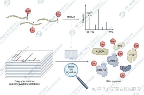 乳酸化修饰组学分析 知乎