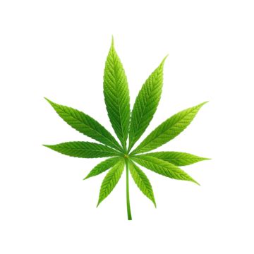 Folha De Cannabis Em Alta Definição Png Folha De Maconha Planta De