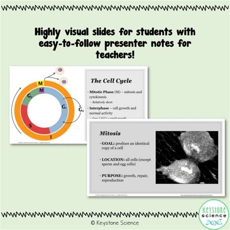 Cell Cycle And Mitosis Ppt With Guided Notes Biology Steels Ngss Keystone