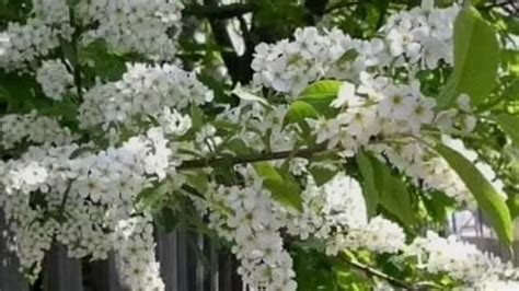 Likee7214904543174896209mp4