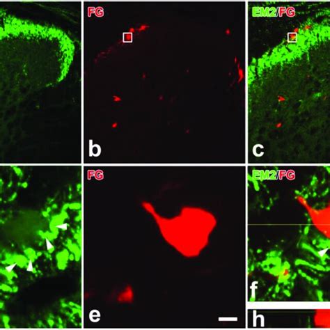 Immunofluorescent Histochemical Double Staining Showing The Connections