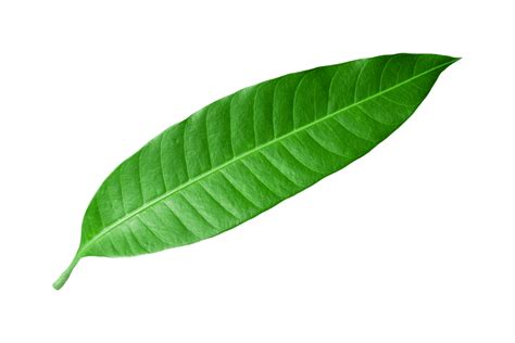 Mango Leaf Pngs For Free Download