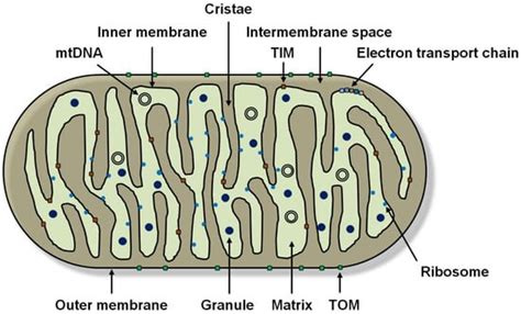 Oxidative Stress And Mitochondrial Dysfunction In Metabolic And