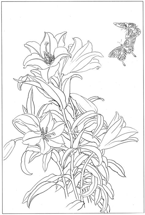 百合花工笔白描线稿，上色练习21图