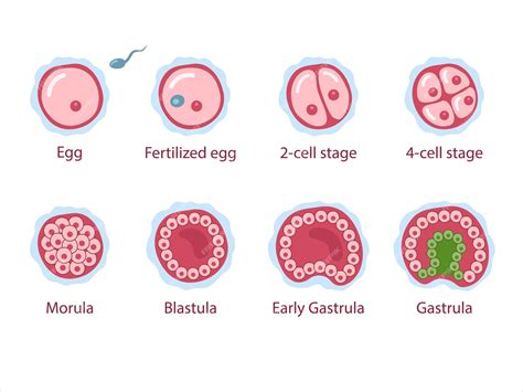 Premium Vector The Stages Of Segmentation Of A Fertilized Ovum Human Embryonic Vector