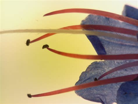 A Raspberry Pi Camera Based Microscope Using Lego Parts 4 Steps With Pictures Instructables