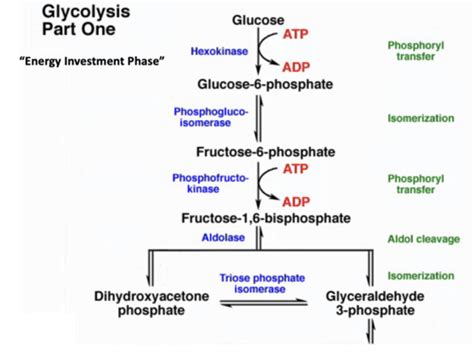 Glycolysis And The Fates Of Pyruvate Flashcards Quizlet