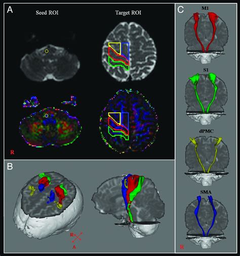Different Characteristics Of The Corticospinal Tract According To The