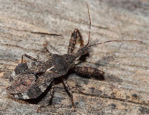 Assassin Bug Sinea Spinipes Bugguide Net