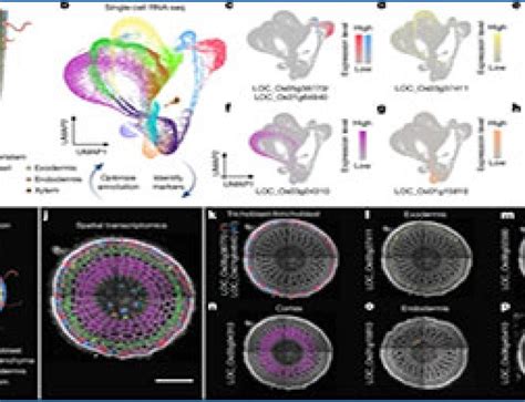 Next Generation RNA Sequencing Of Archival Formalin Fixed Paraffin Embedded Tissue RNA Seq Blog
