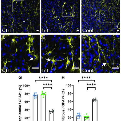 A C Representative Images Of Immunocytochemistry Staining For DAPI Download Scientific