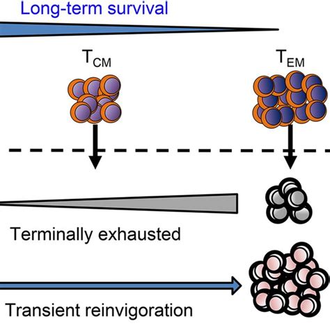 Heterogeneity Of Exhausted T Cells Exhausted T Cells Have Download Scientific Diagram