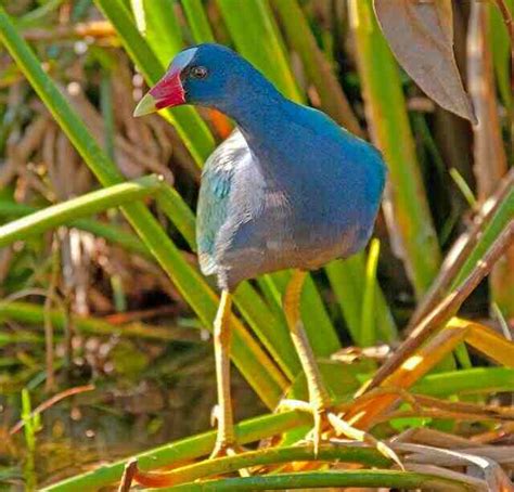 Birds With Colorful Beaks See Nature S Paintbrush