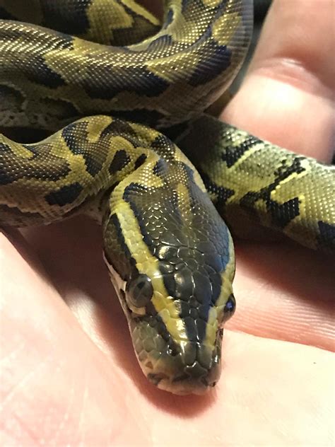 Female African Rock Pythons 2019 Hatch Rreptiles