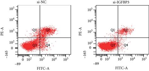 Igfbp3 Promoted Oxidative Stress And Inhibited Proliferation Of