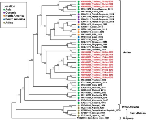 Phylogenetic Analysis Of The Zikv Structural Protein Gene Coding Region