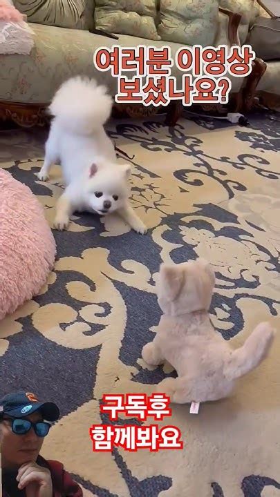 강아지 강아지짤 강아지밈 강아지모음 동물의왕국 👍 강아지 강아지짤 동물의왕국 강아지밈 강아지모음 동물키우기 Youtube