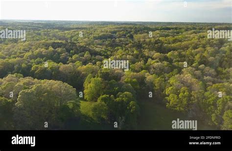 Deciduous Vegetation Stock Videos And Footage Hd And 4k Video Clips Alamy